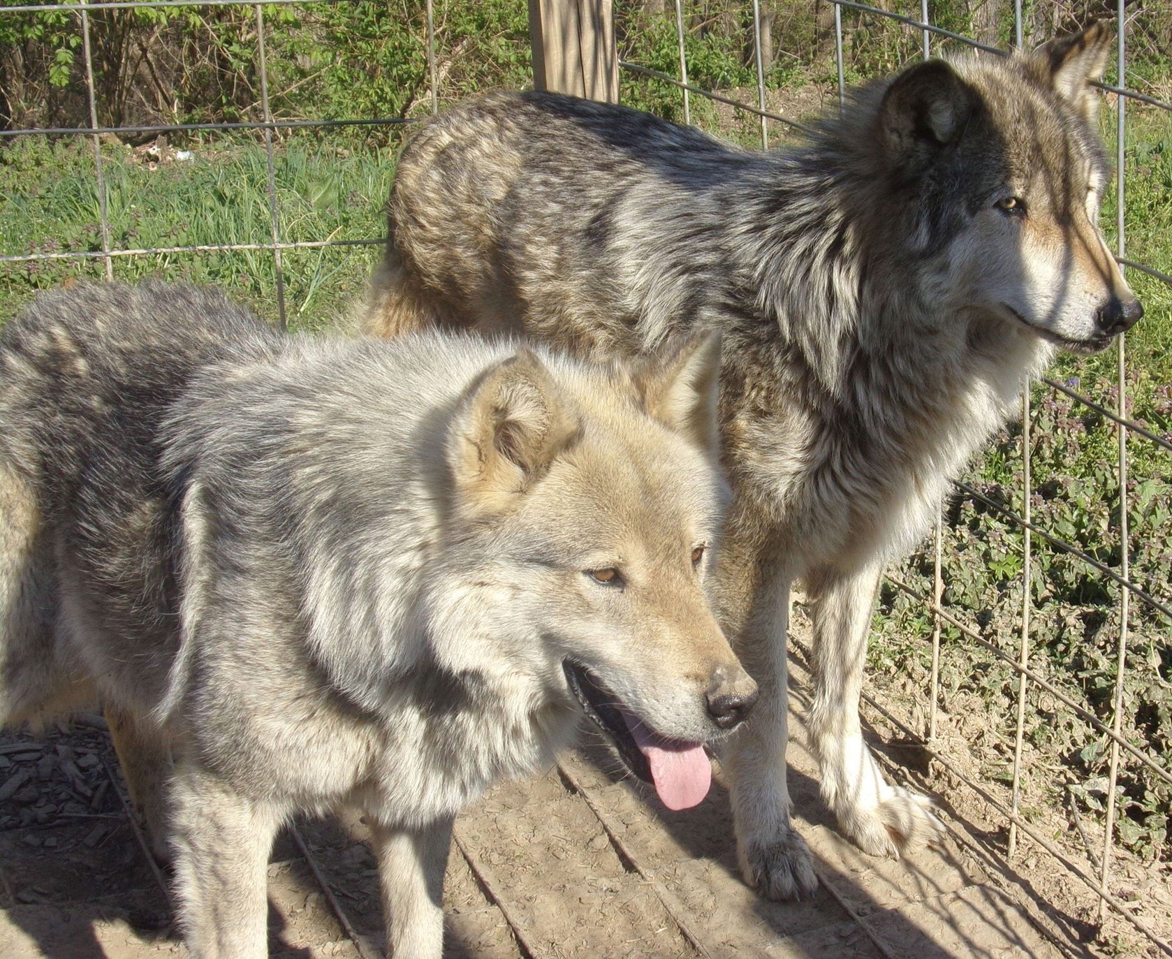Forever Home - Southern Ohio Wolf Sanctuary, Inc. - Wolfdogs