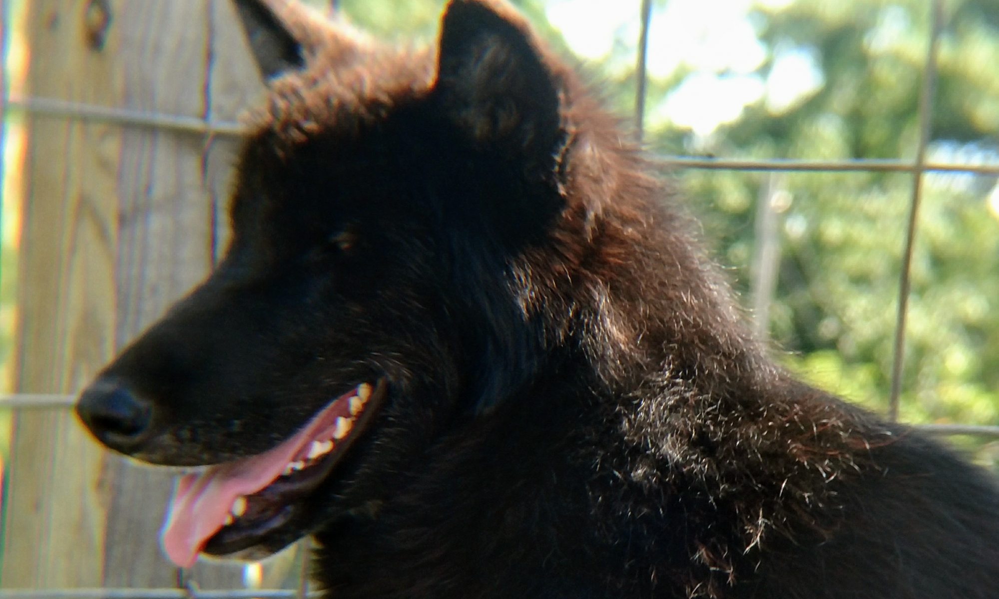 Wolfdogs | Southern Ohio Wolf Sanctuary, Inc. | Getting to know wolfdogs: