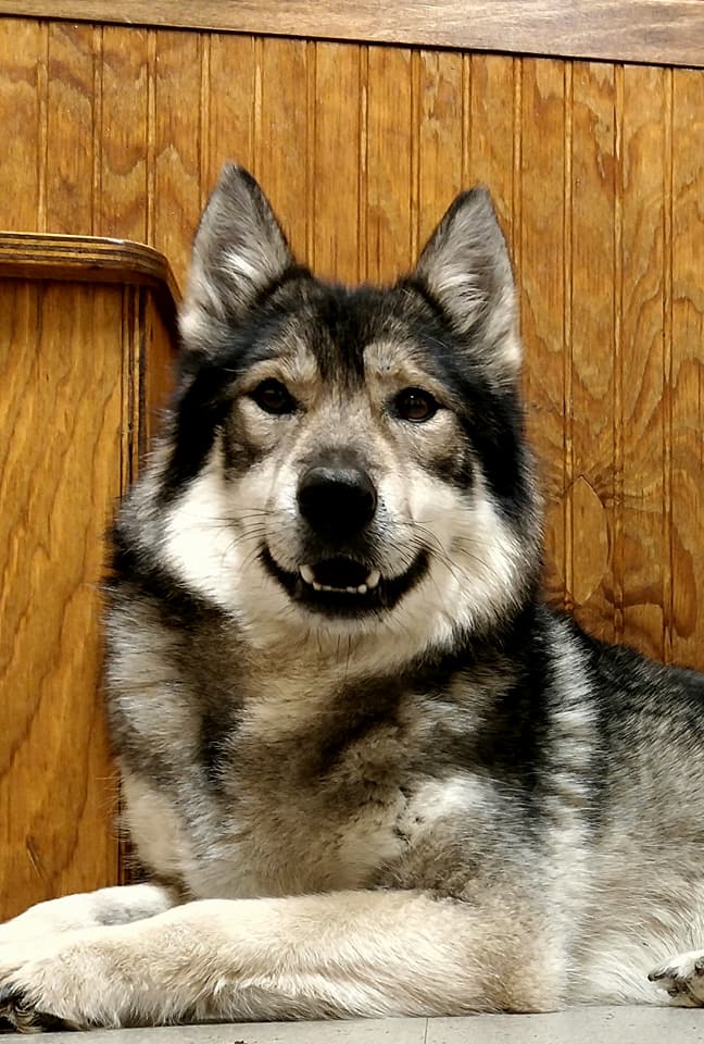 Wolfdog | Southern Ohio Wolf Sanctuary, Inc. | Wolfdogs