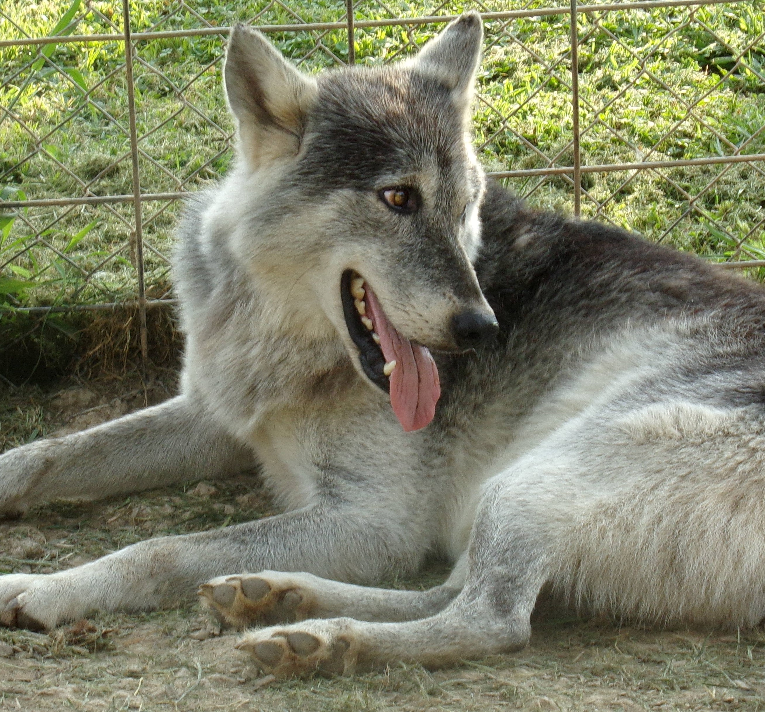 Wolfdog | Southern Ohio Wolf Sanctuary, Inc. | Wolfdogs