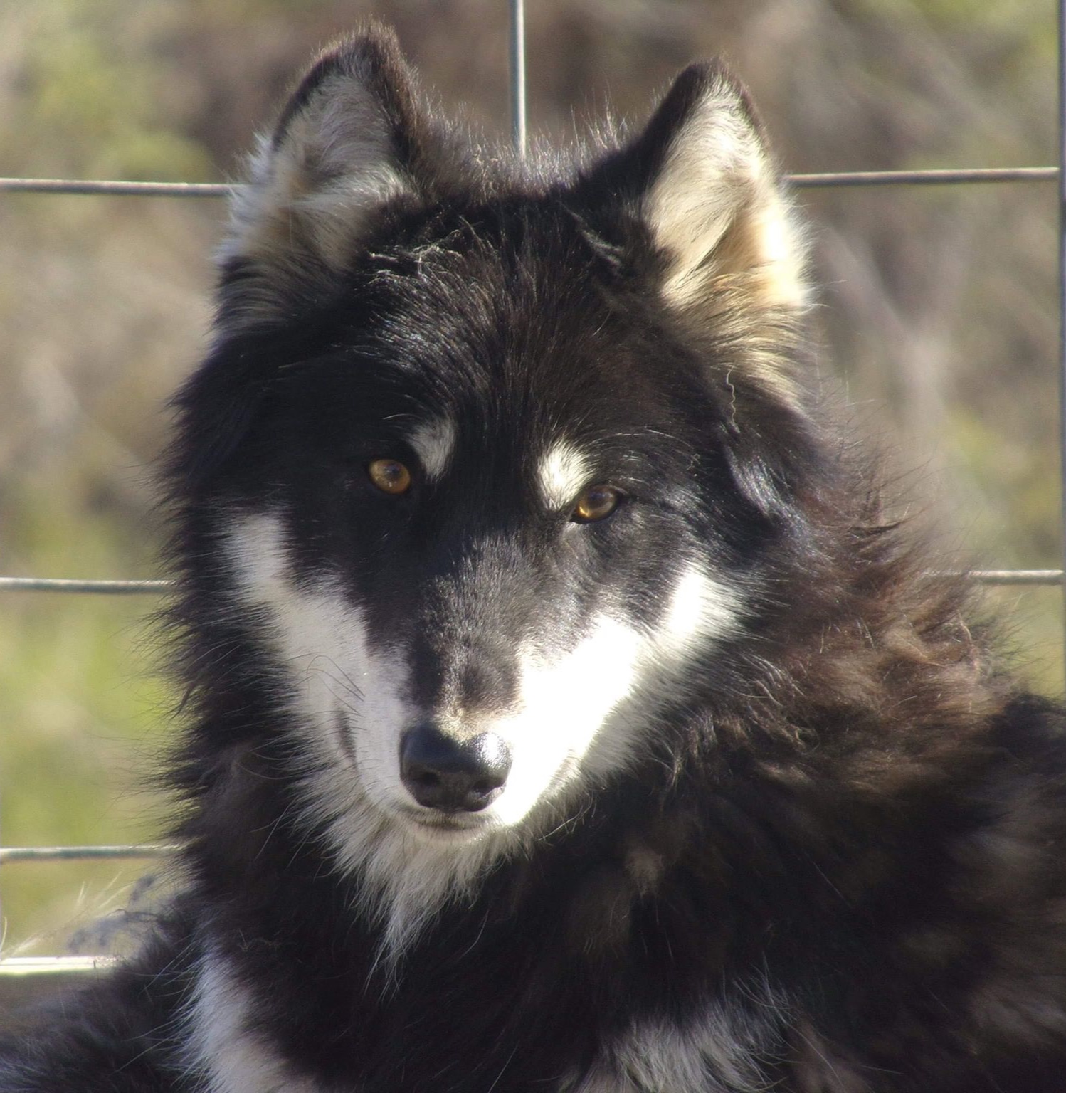 Wolfdog | Southern Ohio Wolf Sanctuary, Inc. | Wolfdogs