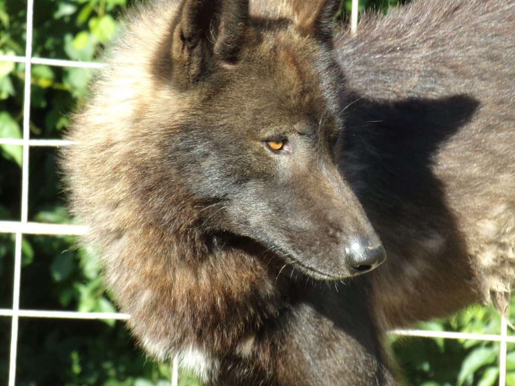 Helping Hand - Southern Ohio Wolf Sanctuary, Inc. - Wolfdogs