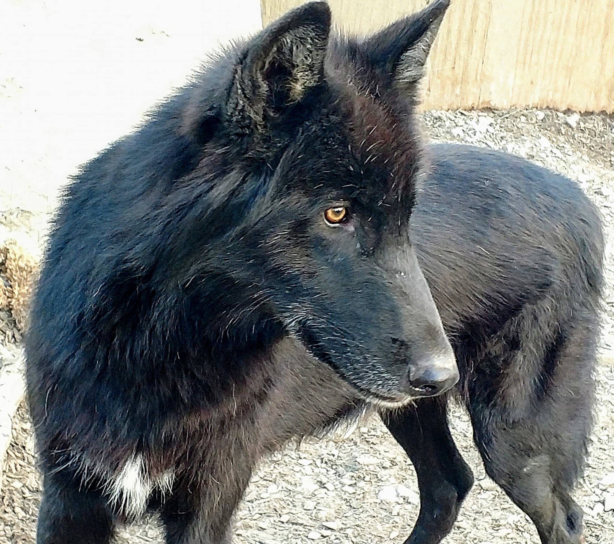 Wolfdog | Southern Ohio Wolf Sanctuary, Inc. | Wolfdogs