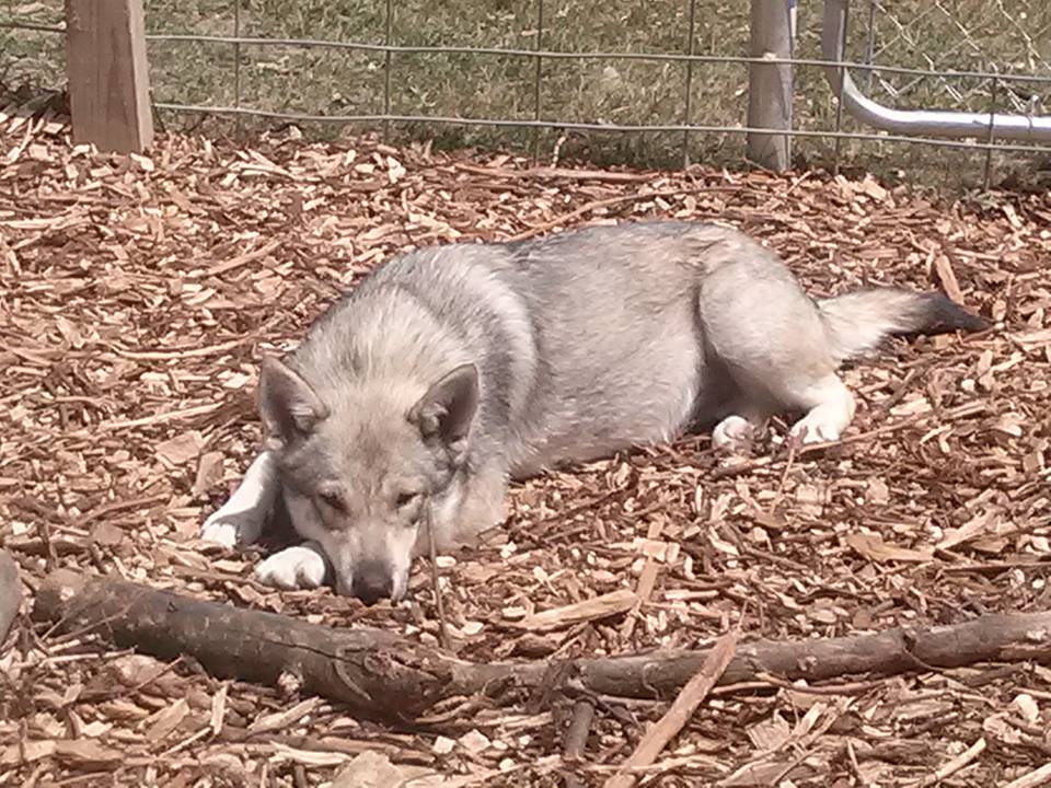 Wolfdog | Southern Ohio Wolf Sanctuary, Inc. | Wolfdogs