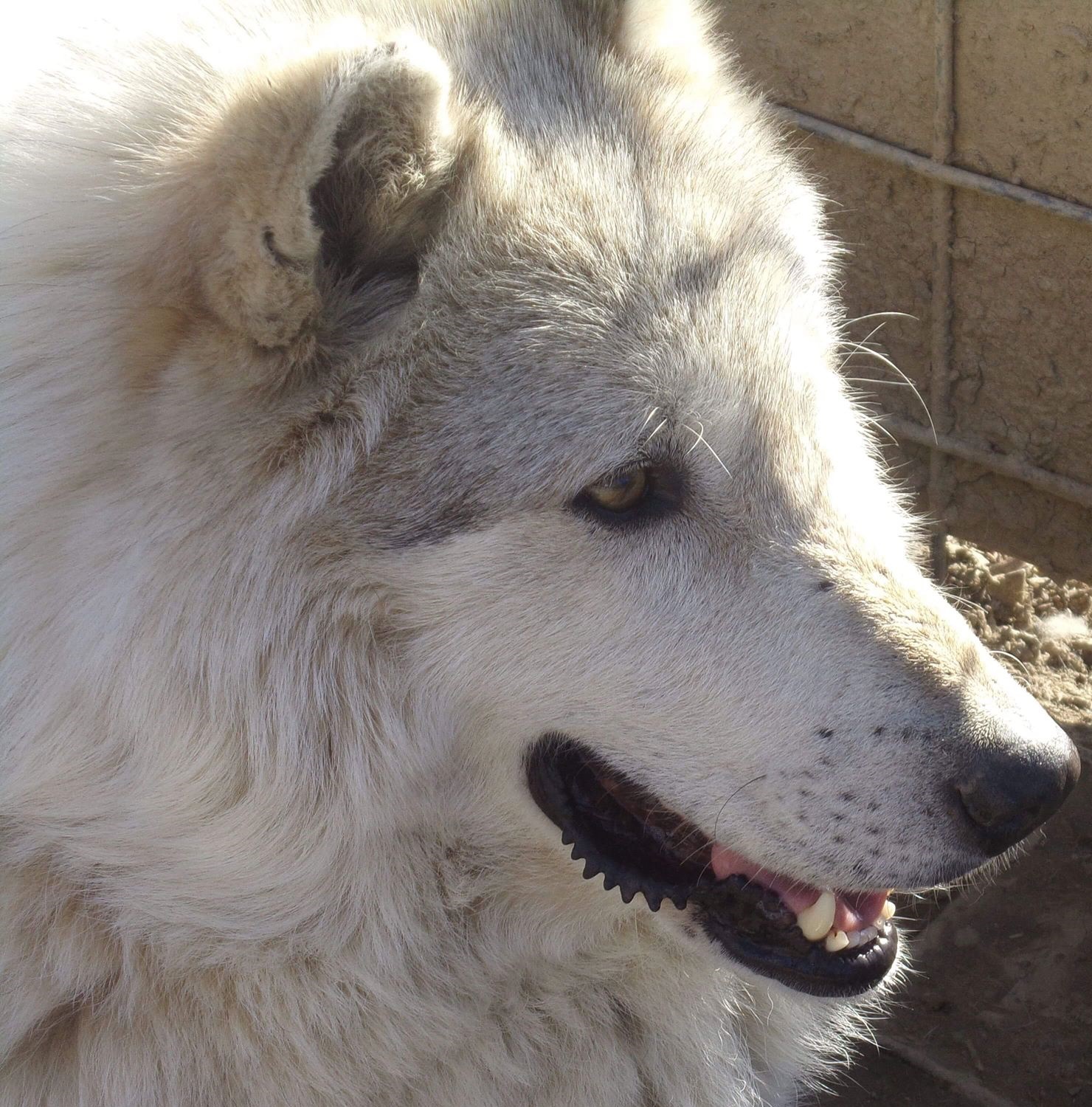 Wolfdog | Southern Ohio Wolf Sanctuary, Inc. | Wolfdogs