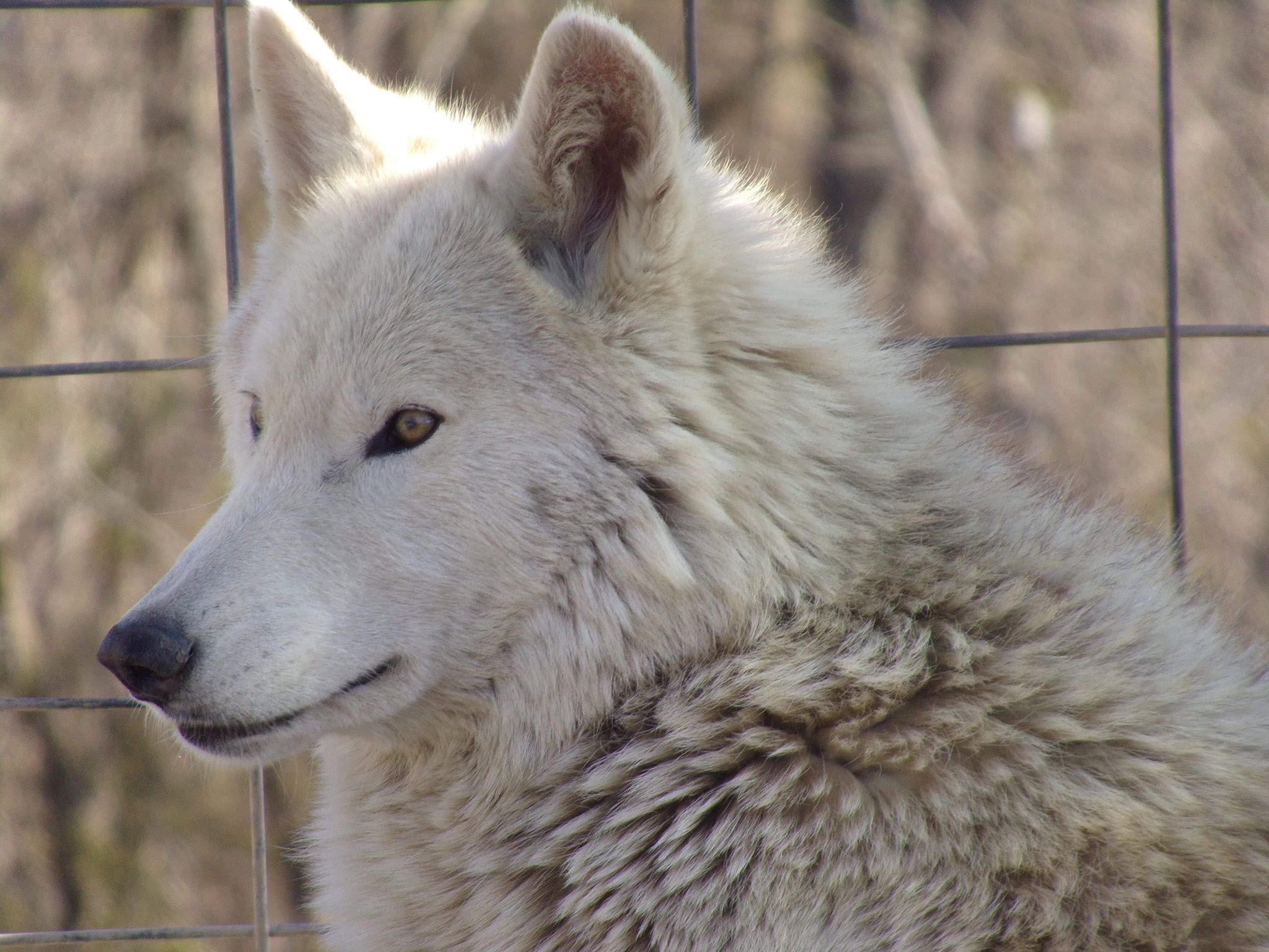 Wolfdog | Southern Ohio Wolf Sanctuary, Inc. | Wolfdogs