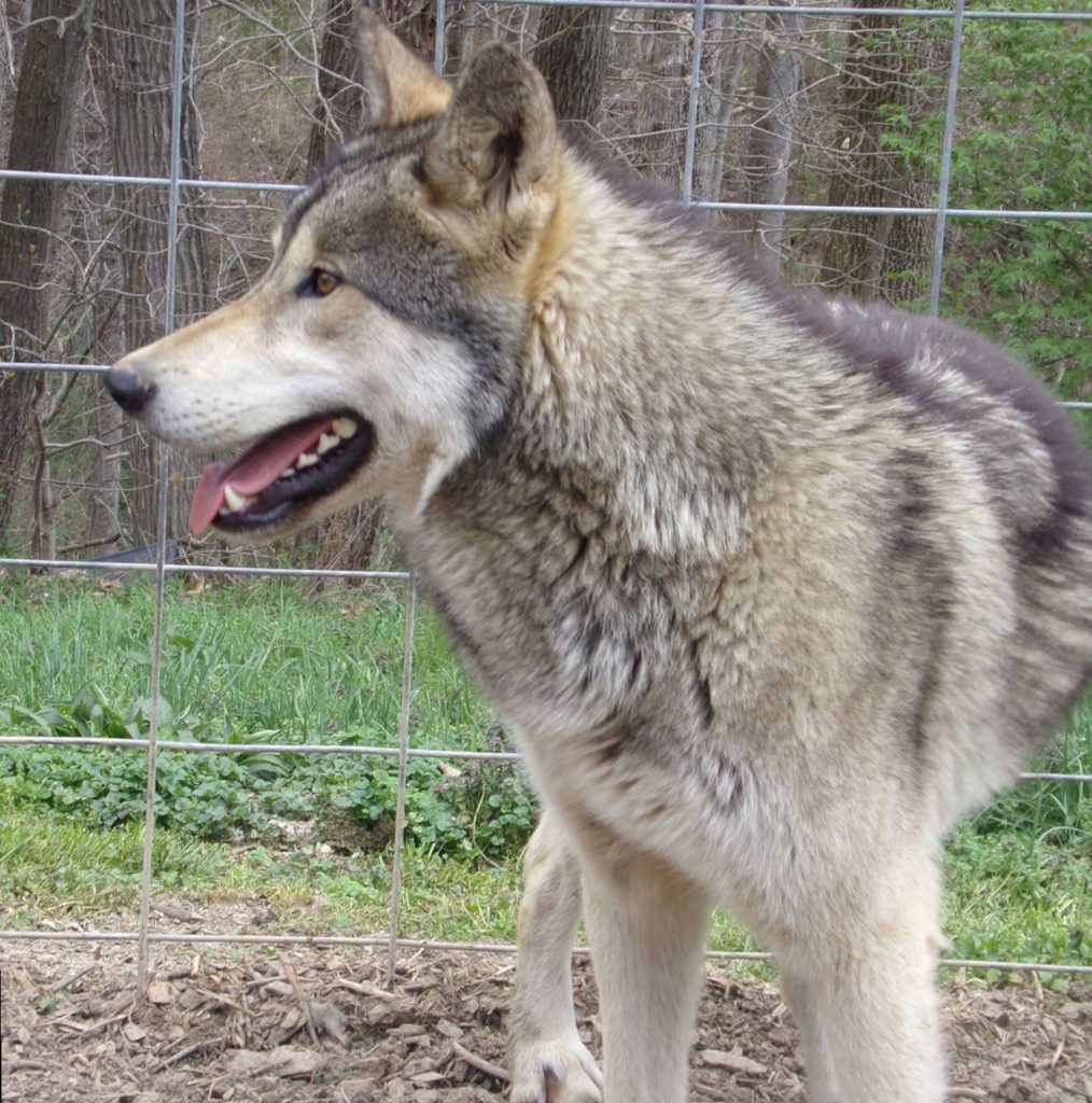 Wolfdog | Southern Ohio Wolf Sanctuary, Inc. | Wolfdogs