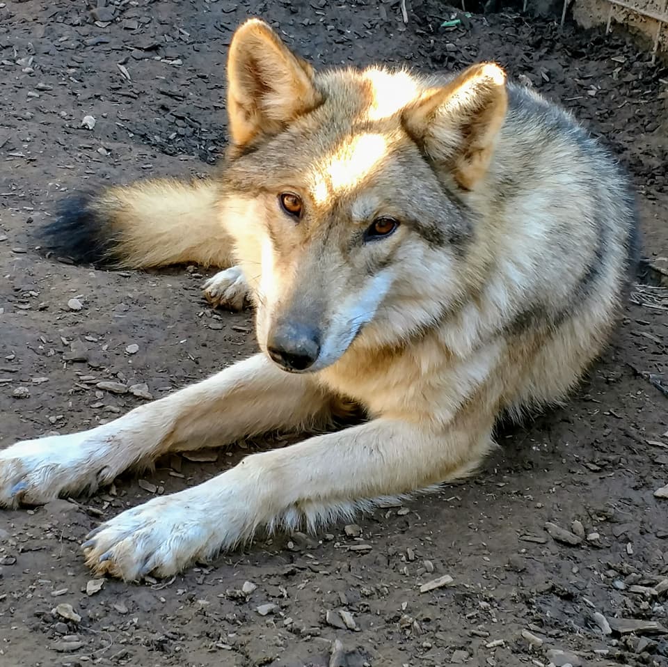 Sponsorship: - Southern Ohio Wolf Sanctuary, Inc. - wolfdogs