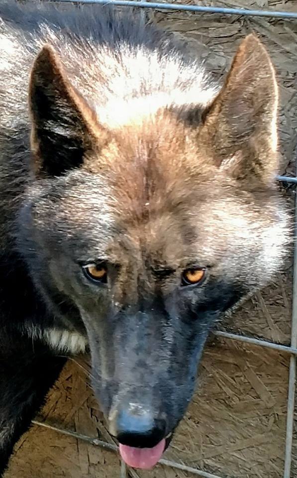 Wolfdog Misrepresentation | Southern Ohio Wolf Sanctuary, Inc. | Wolfdogs