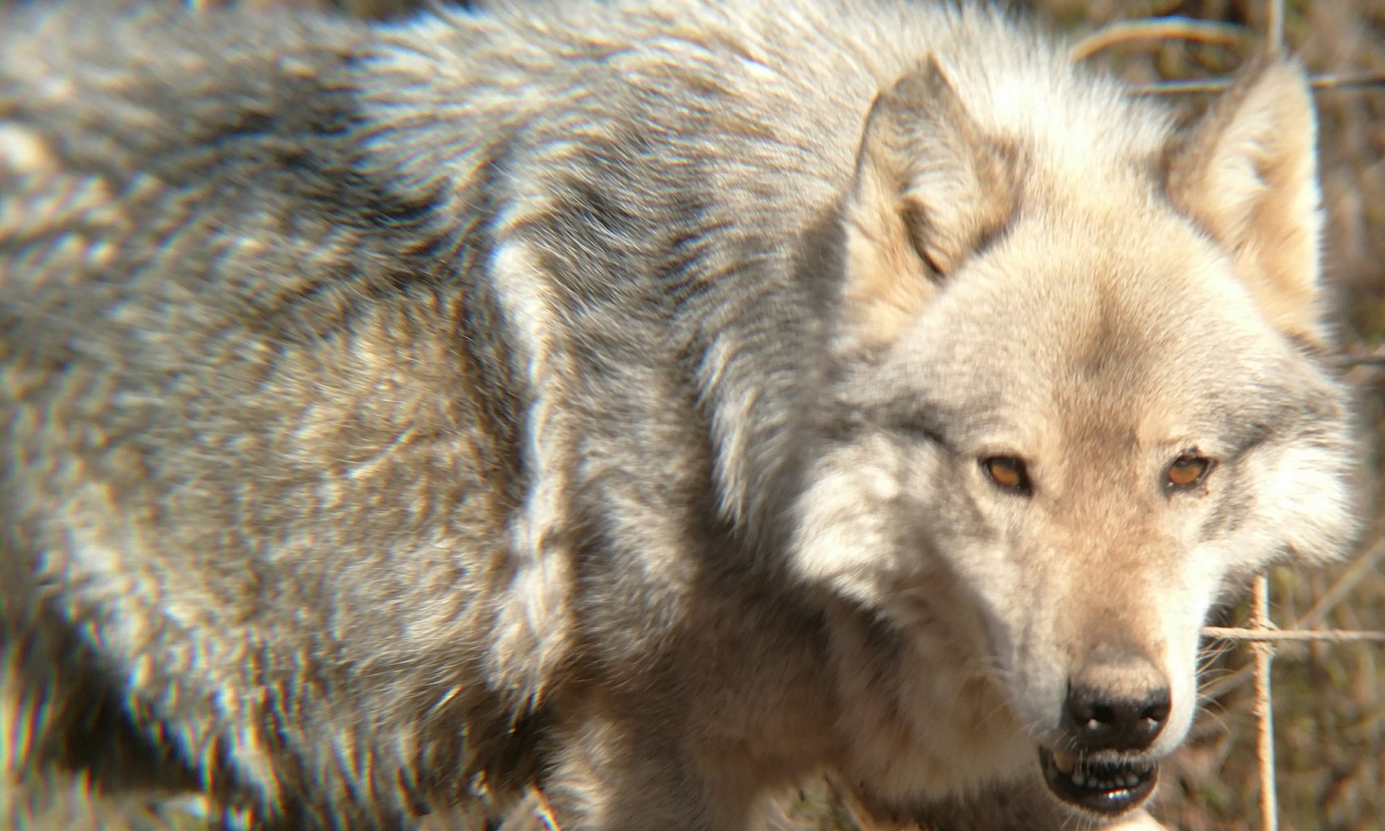 Wolfdog DNA: | Southern Ohio Wolf Sanctuary, Inc. | Wolfdogs